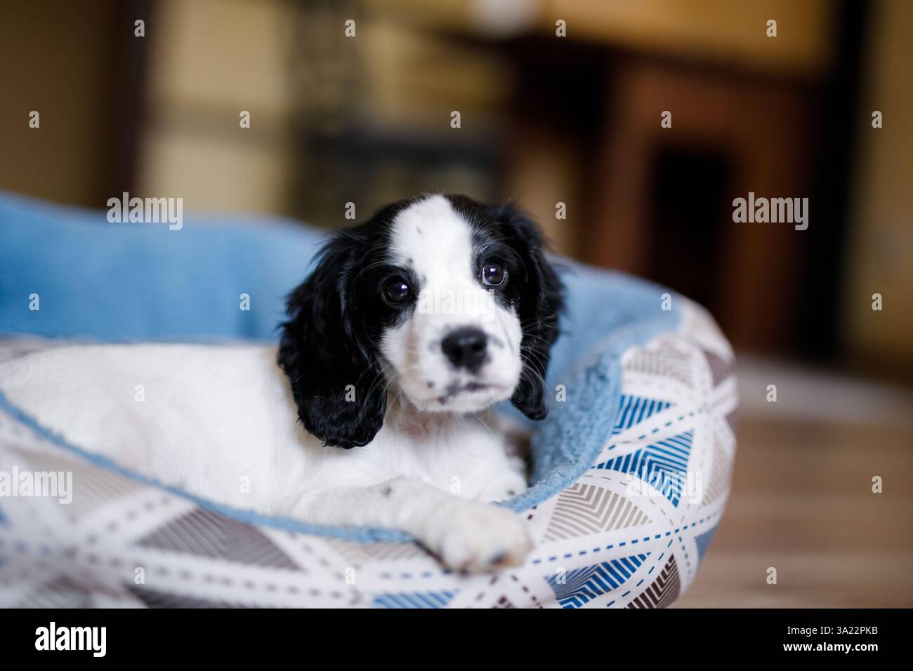 A one-month-old fluffy white spaniel puppy with black ears is resting ...