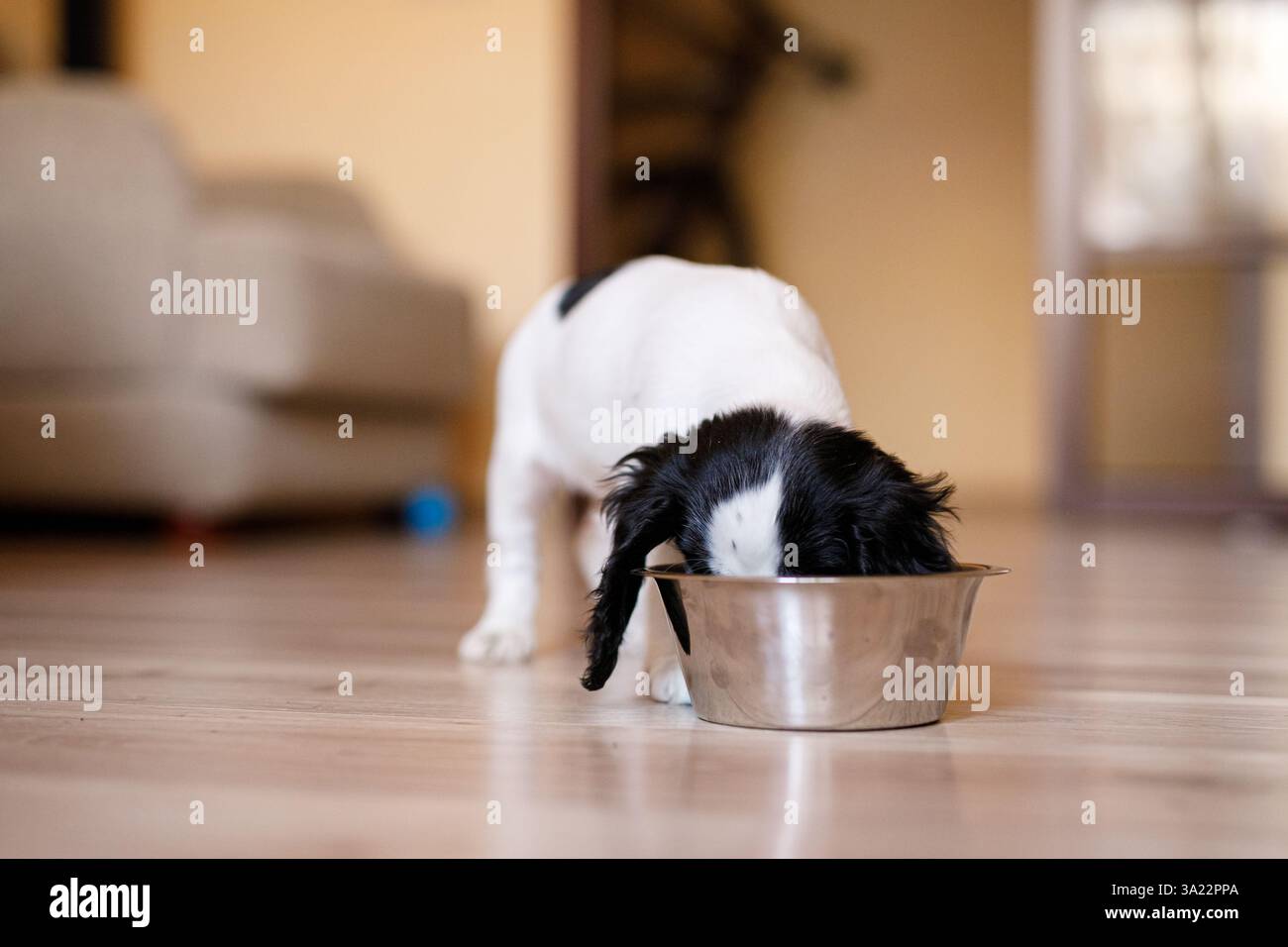 Small black and white Russian spaniel puppy eating food from a large ...