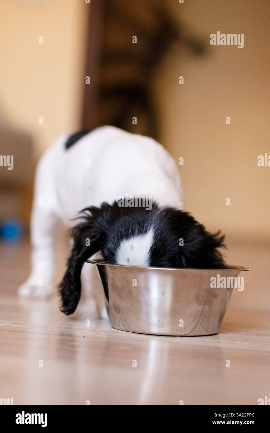 Small black and white Russian spaniel puppy eating food from a large ...