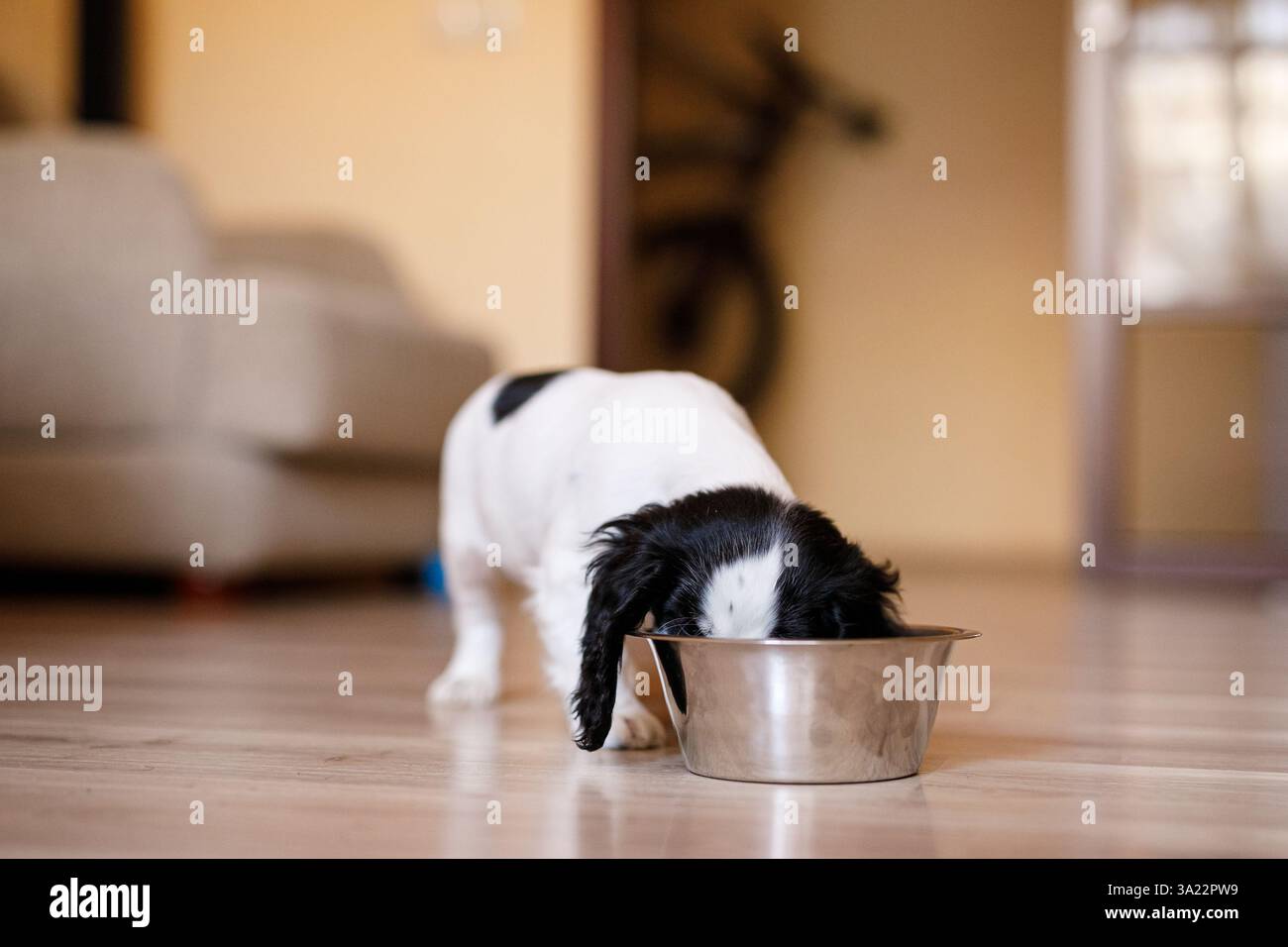 One-month-old Cocker Spaniel puppy eating food from a large bowl on a ...