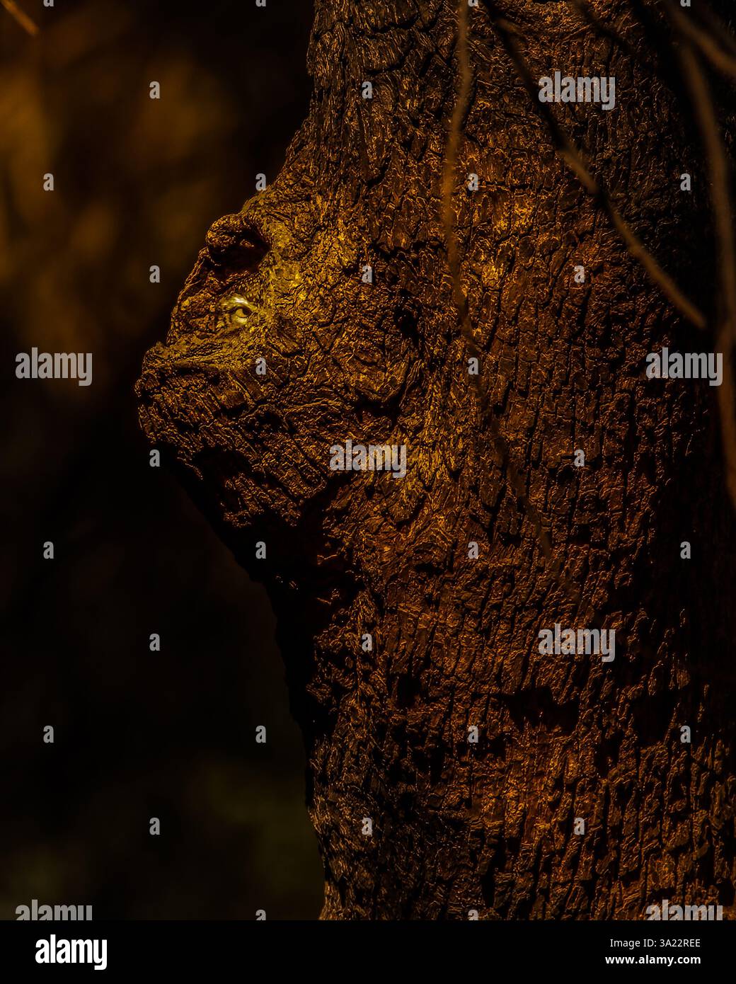 A Spotted Owl watching with one eye Stock Photo - Alamy