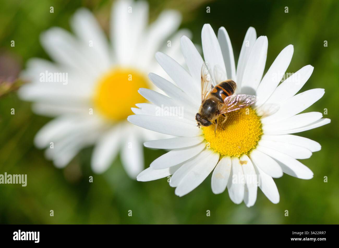 Tapered drone fly (eristalis pertinax) foraging on a daisy Stock Photo ...