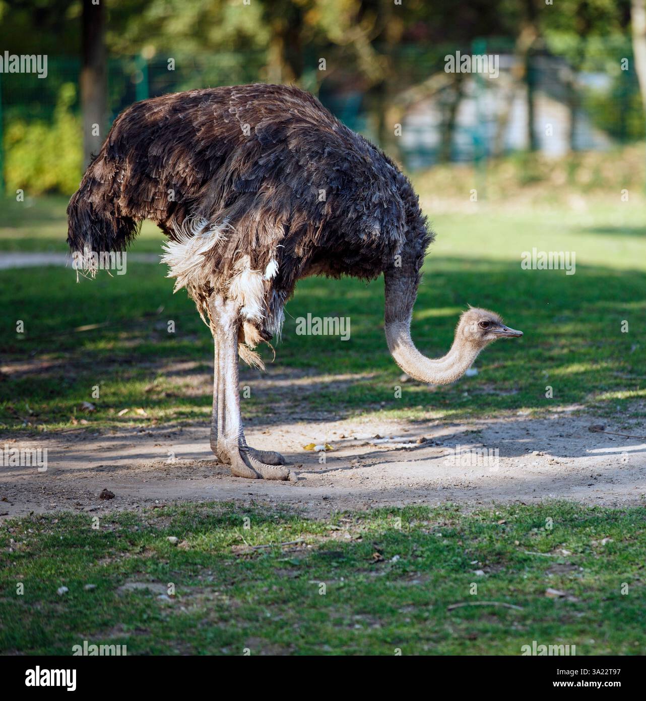 Ostrich feet hi-res stock photography and images - Alamy