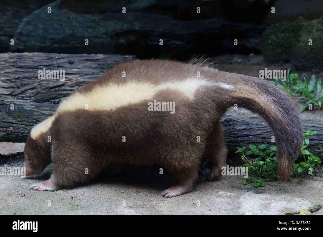 Skunk human interaction hi-res stock photography and images - Alamy