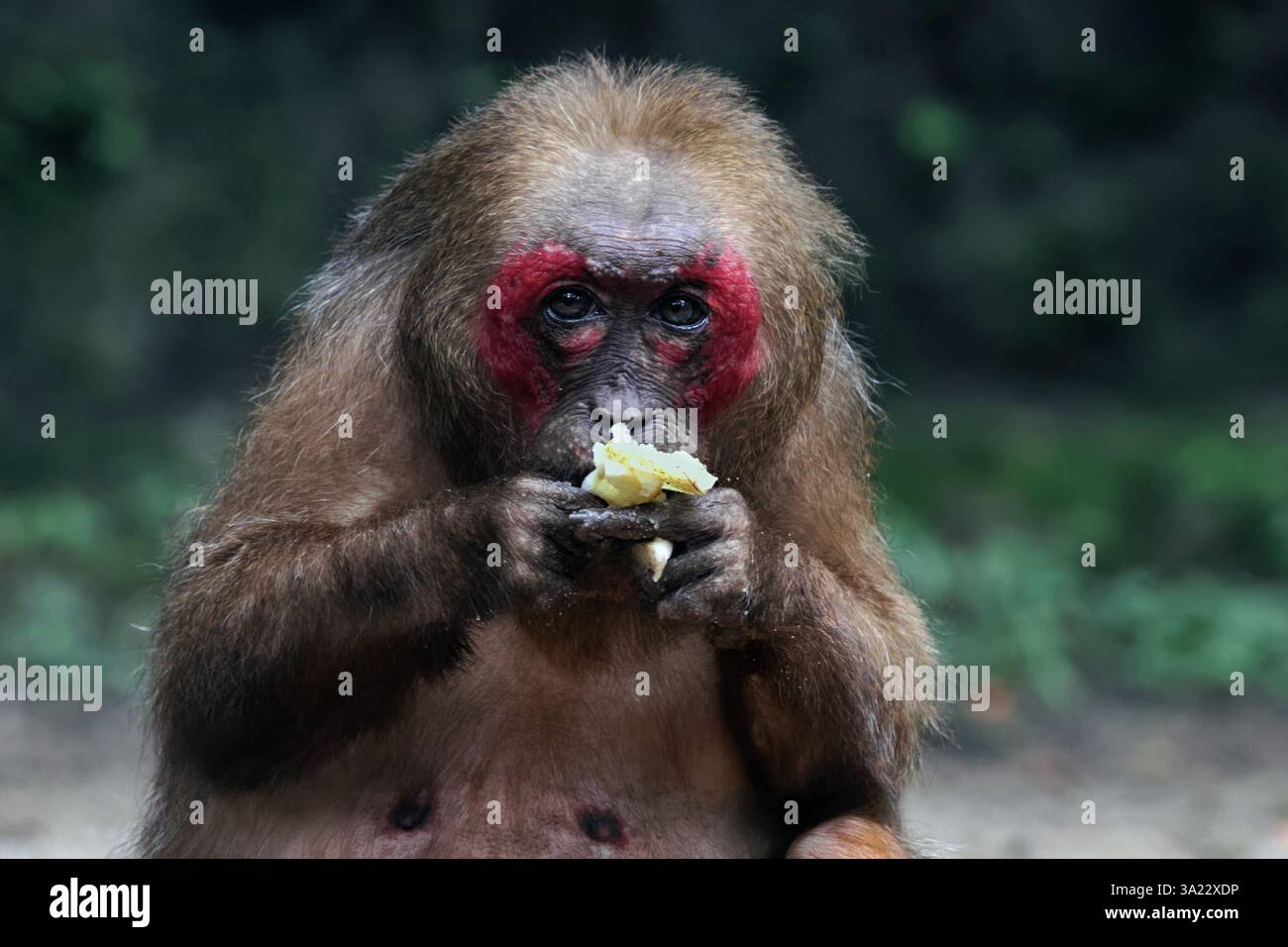 Stump-tailed macaque (Macaca arctoides) eating Stock Photo - Alamy