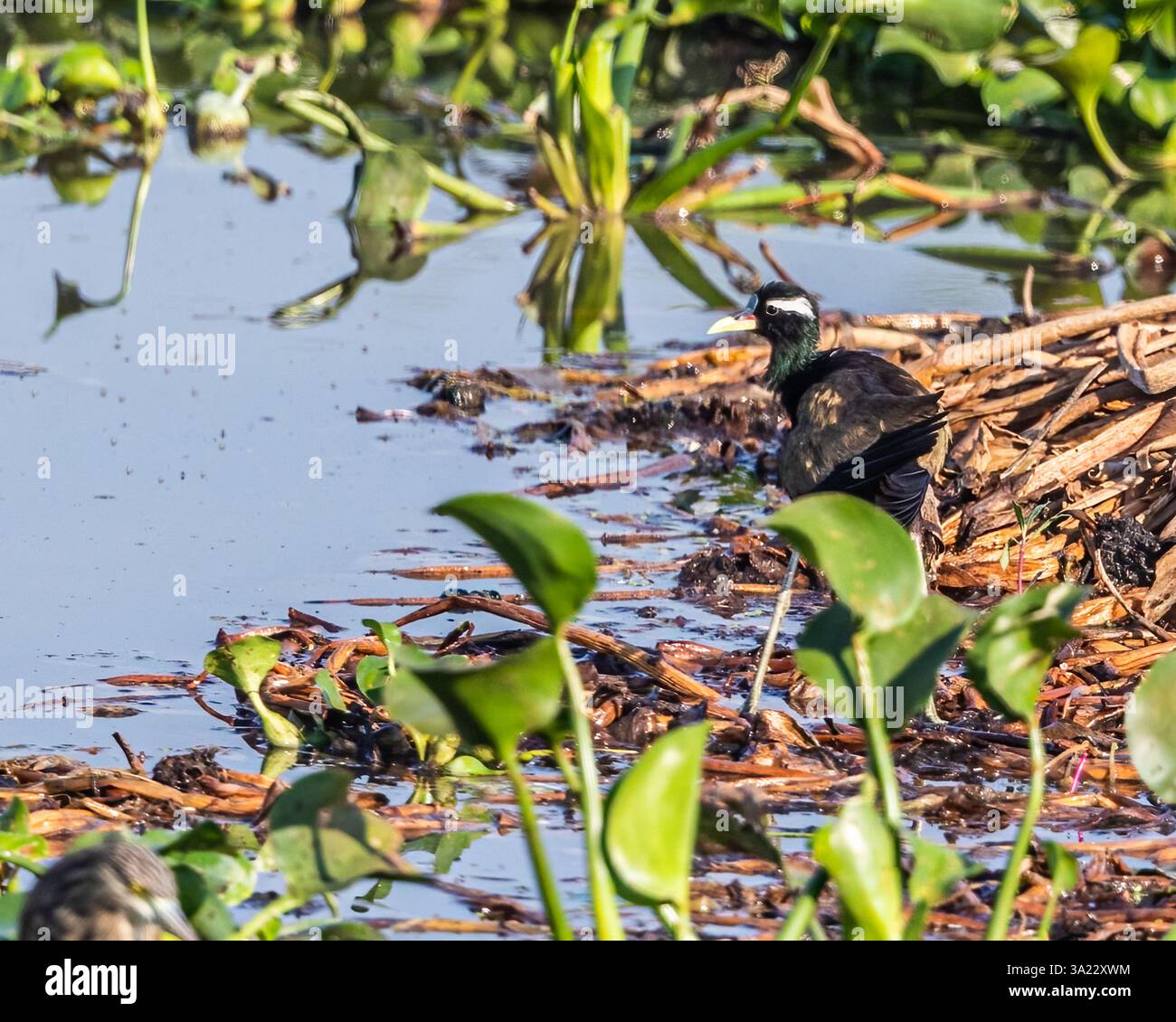 Jacana india hi-res stock photography and images - Alamy