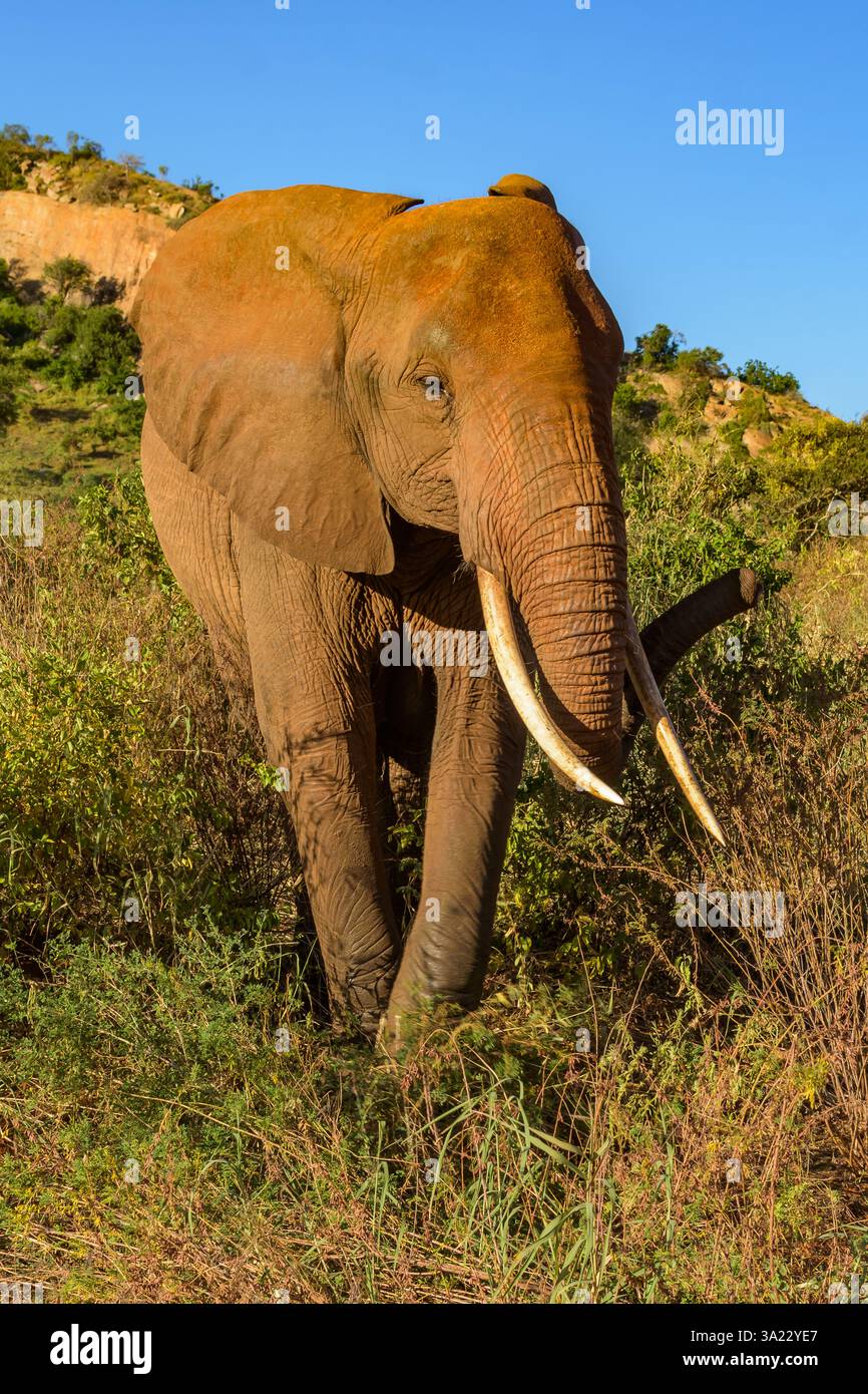 Big elephant close range hi-res stock photography and images - Alamy