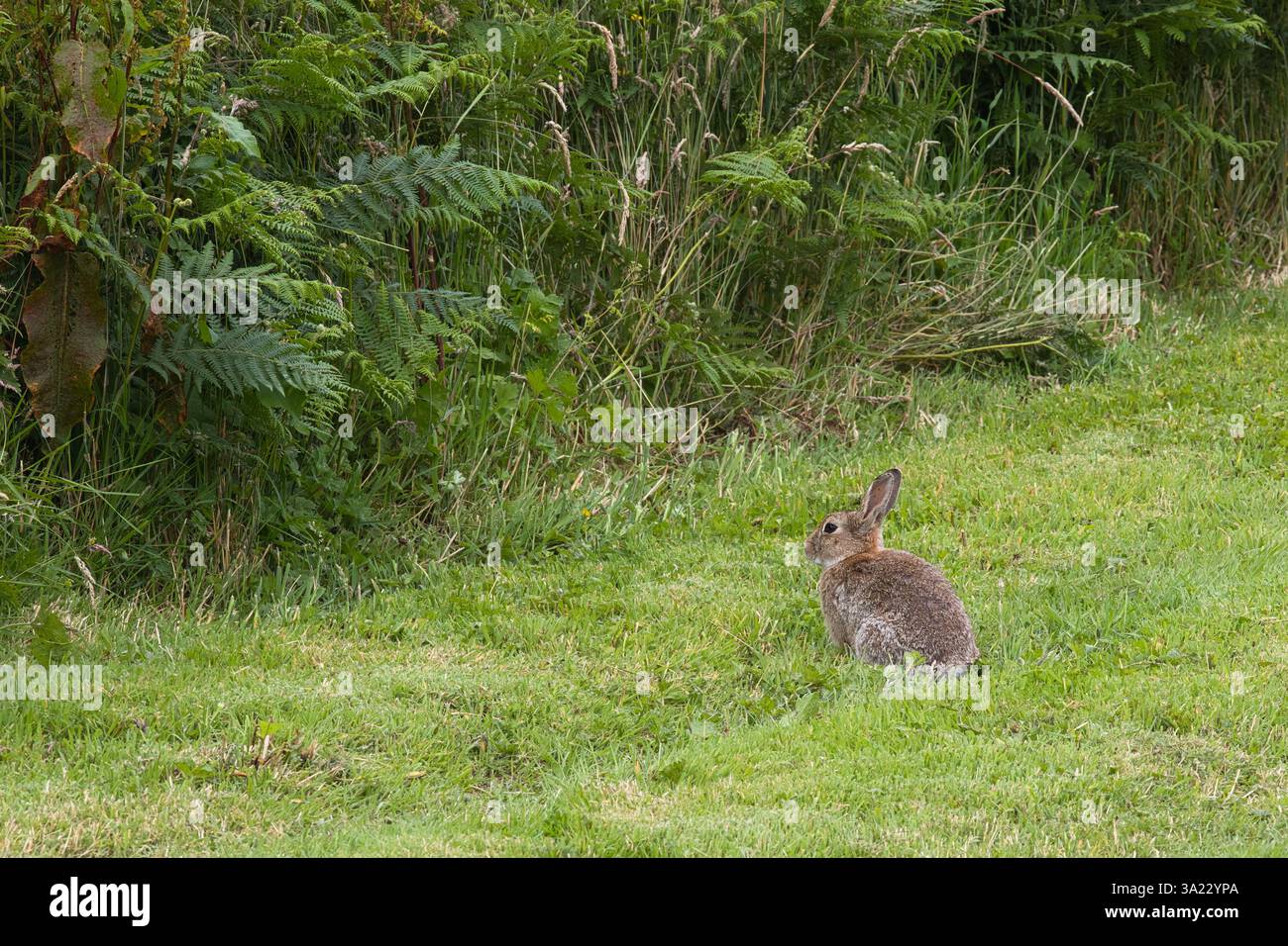 Common rabbits hi-res stock photography and images - Alamy
