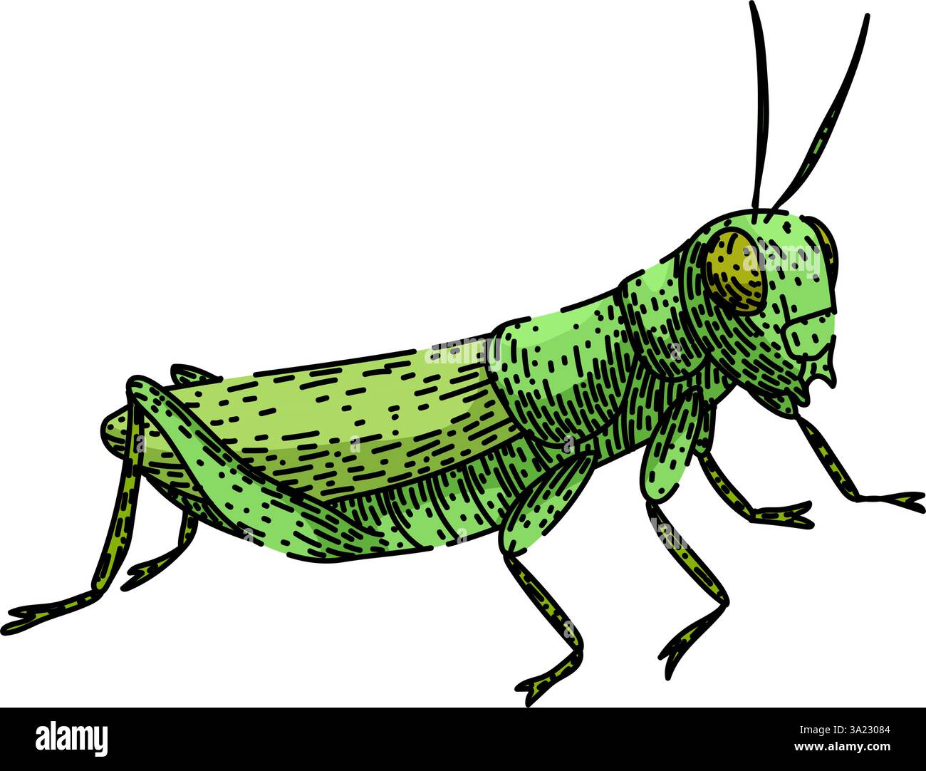 herbivore grasshopper sketch hand drawn vector Stock Vector Image & Art ...