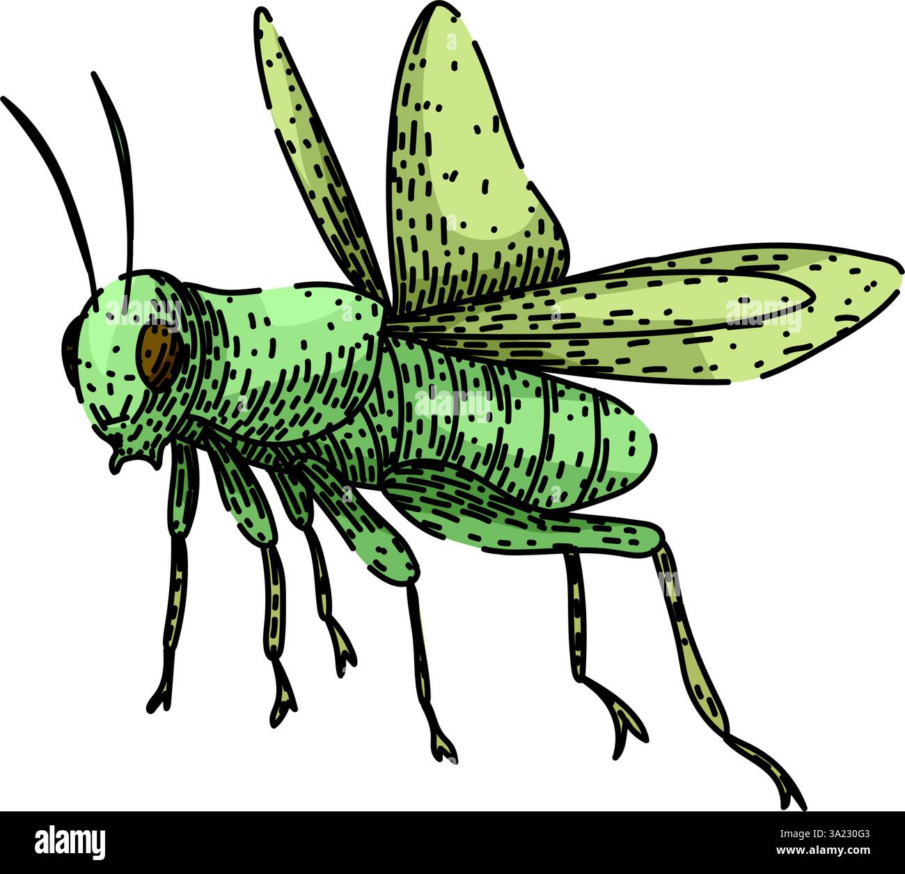 orthoptera grasshopper sketch hand drawn vector Stock Vector Image ...