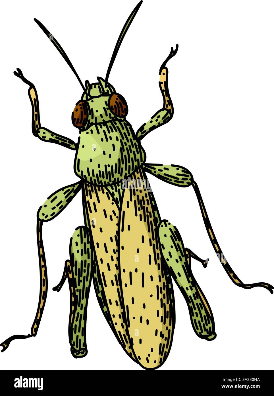 insect grasshopper sketch hand drawn vector Stock Vector Image & Art ...