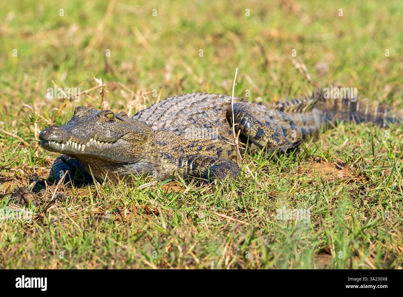 Nile crocodile (Crocodylus niloticus) in Botswana Stock Photo - Alamy