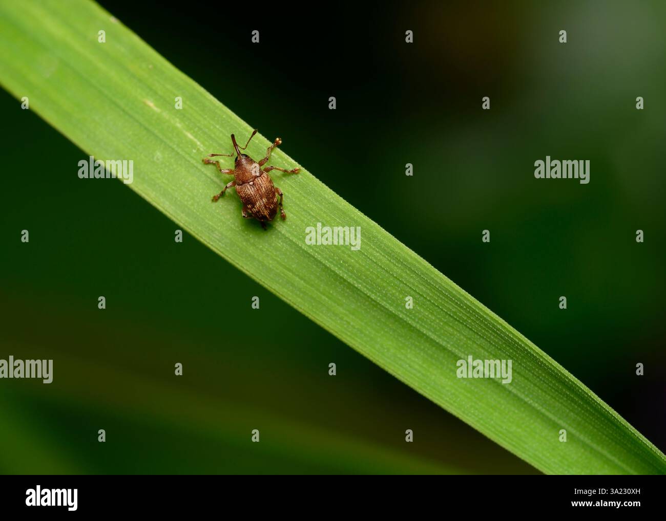 A weevil beetle on a narrow and long leaf of grass Stock Photo - Alamy