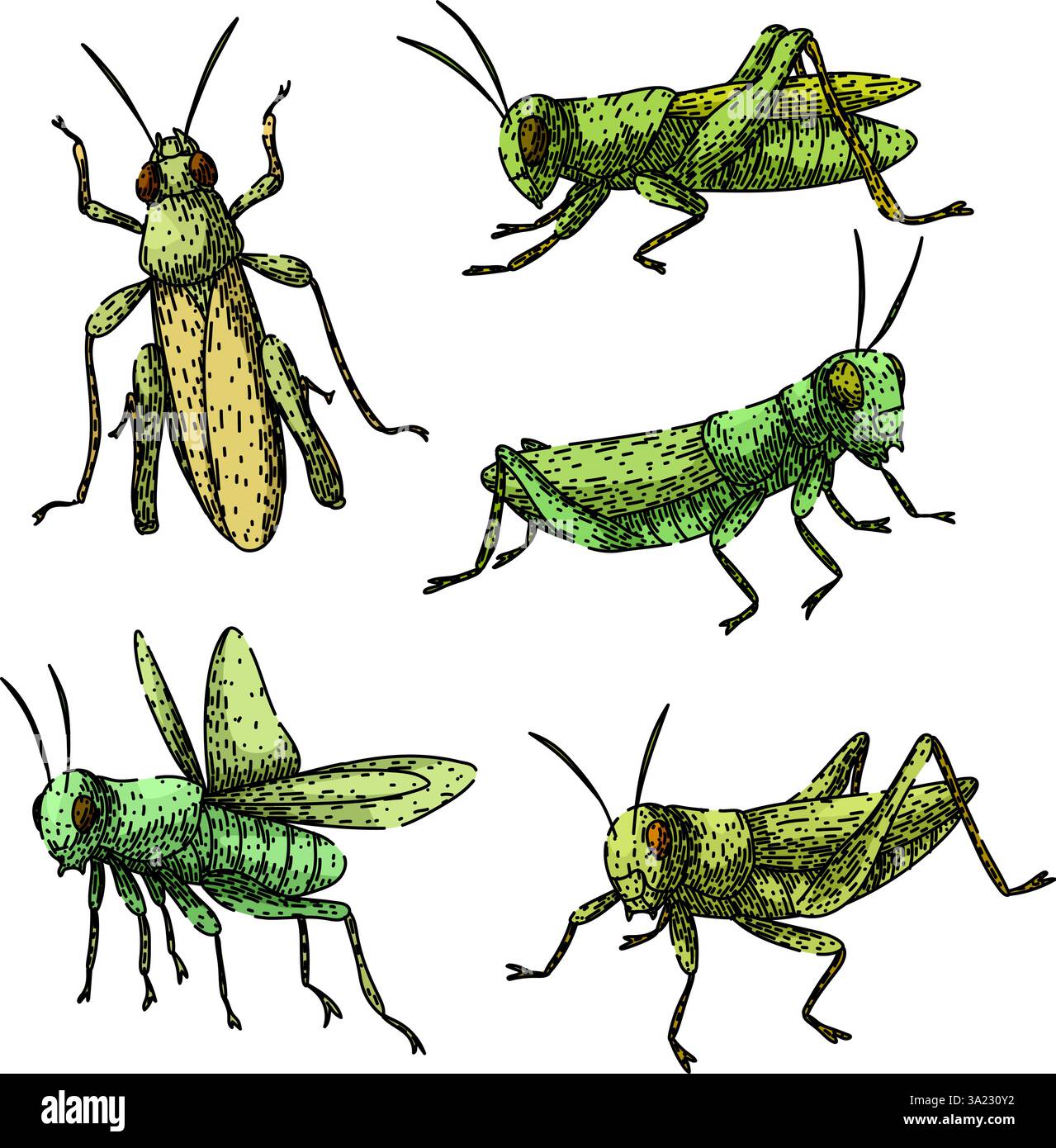 grasshopper set sketch hand drawn vector Stock Vector Image & Art - Alamy