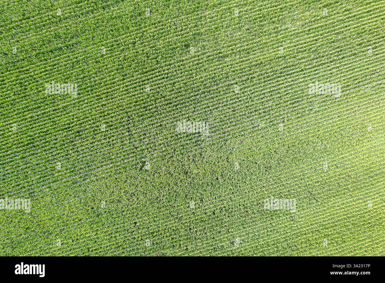 zenithal drone view corn crop field in summertime, agricultural concept ...