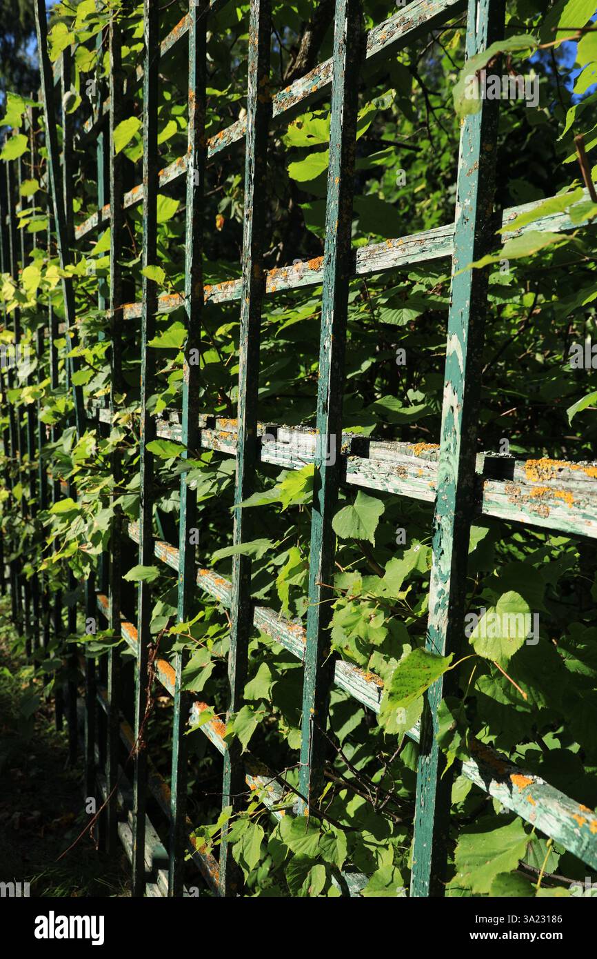 Green hedge with a wooden trellis on a sunny summer day vertical ...