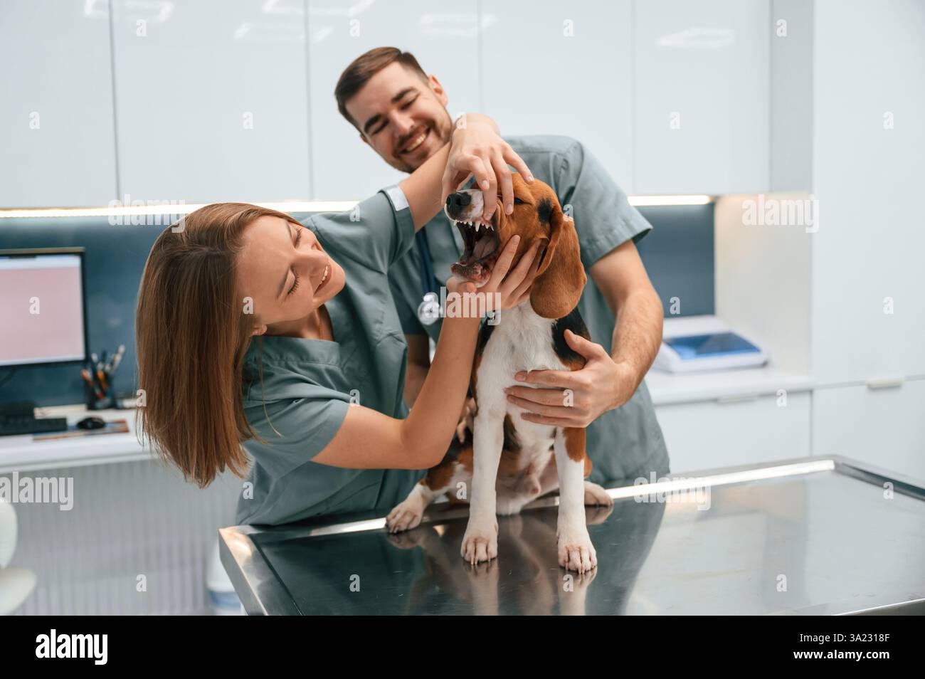 Veterinary doctors hi-res stock photography and images - Alamy