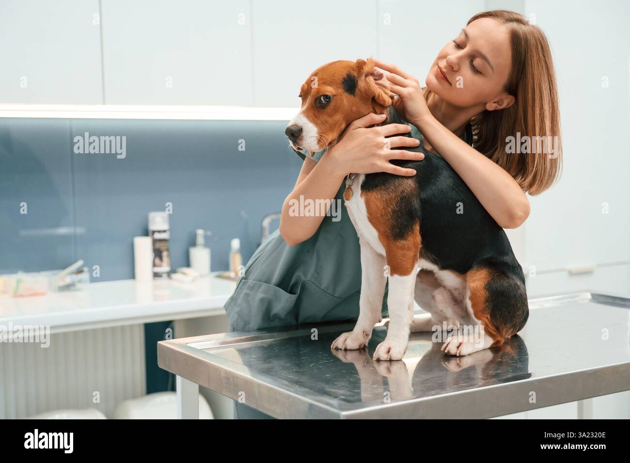 Checking the ears. Woman veterinarian is with dog in the clinic Stock ...