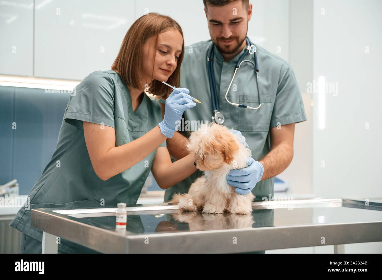 With syringe. Cute little dog in veterinary clinic with two doctors ...