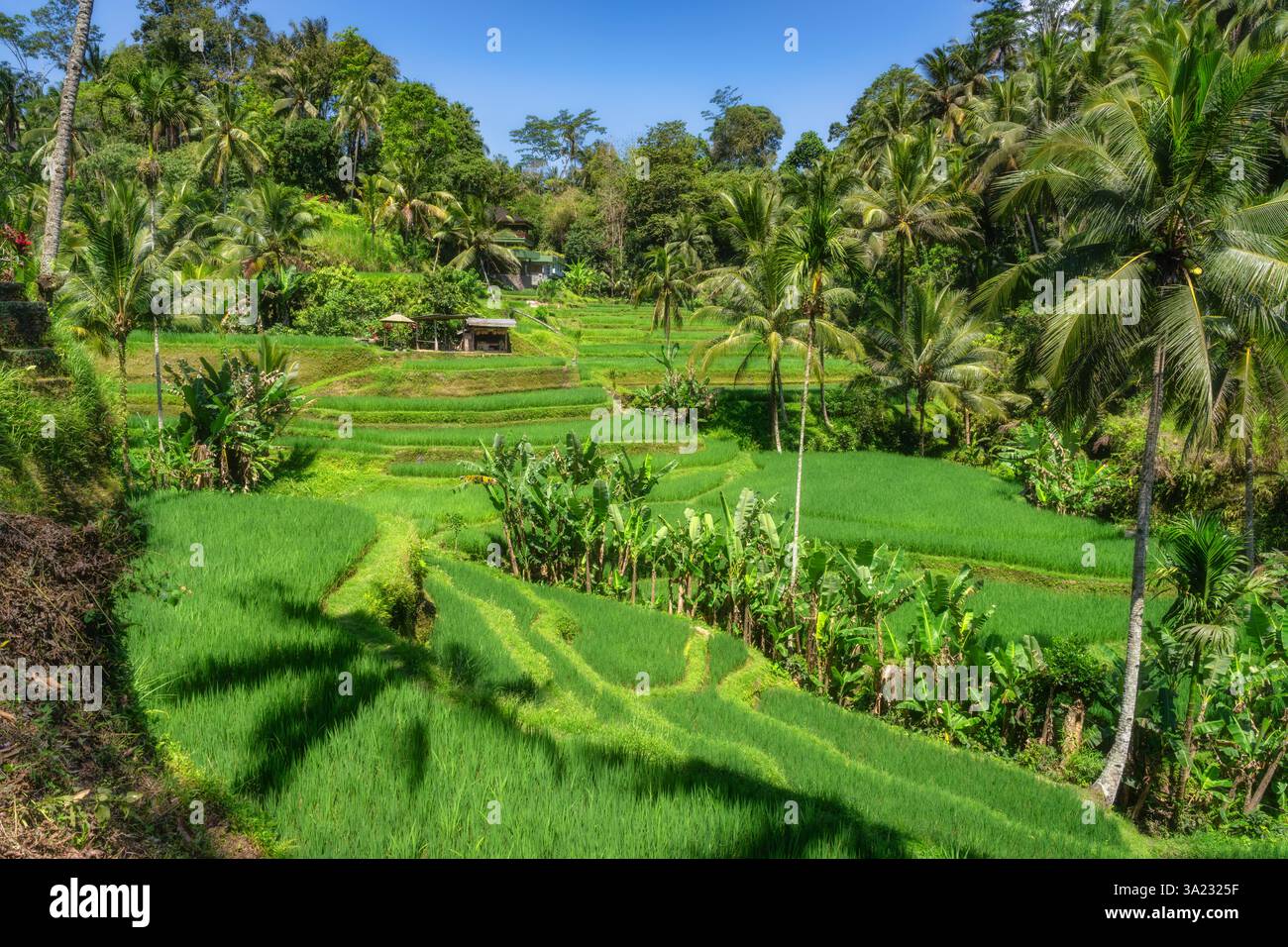 The stunningly beautiful green rice terraces, which are nestled within ...