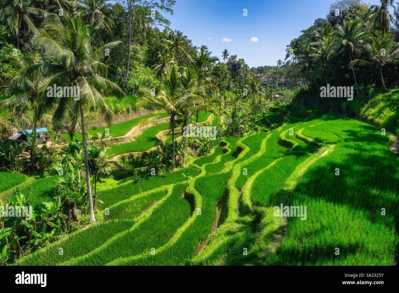 Experience a breathtaking view of the vibrant green rice terraces that ...