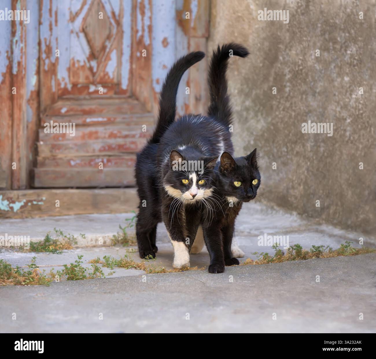 A couple of black cats together in a greek alley, one cat standing ...