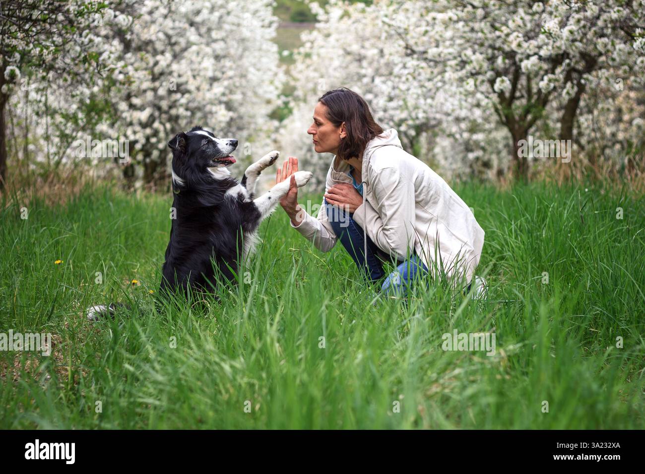 Woman playing with dog outdoors. Pet owner with her border collie ...