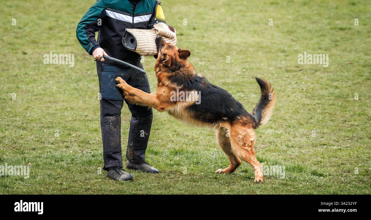 German shepherd dog participating in bite protection training and ...
