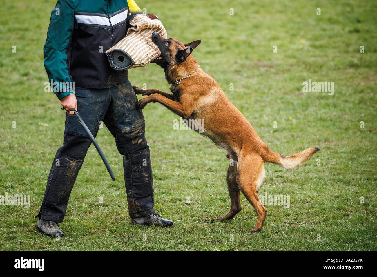 Belgian malinois dog doing bite protection training and defense work with police dog handler ...