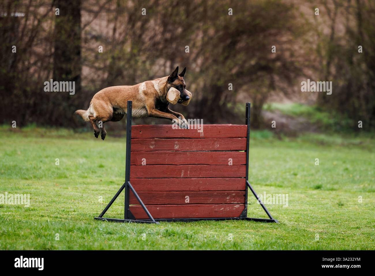 Belgian Malinois with dog toy is jumping over obstacle hurdle during ...