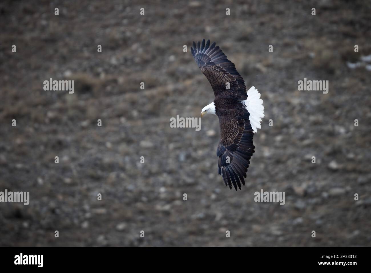 A Bald Eagle flying along a barren hillside on Miller Butte. National ...