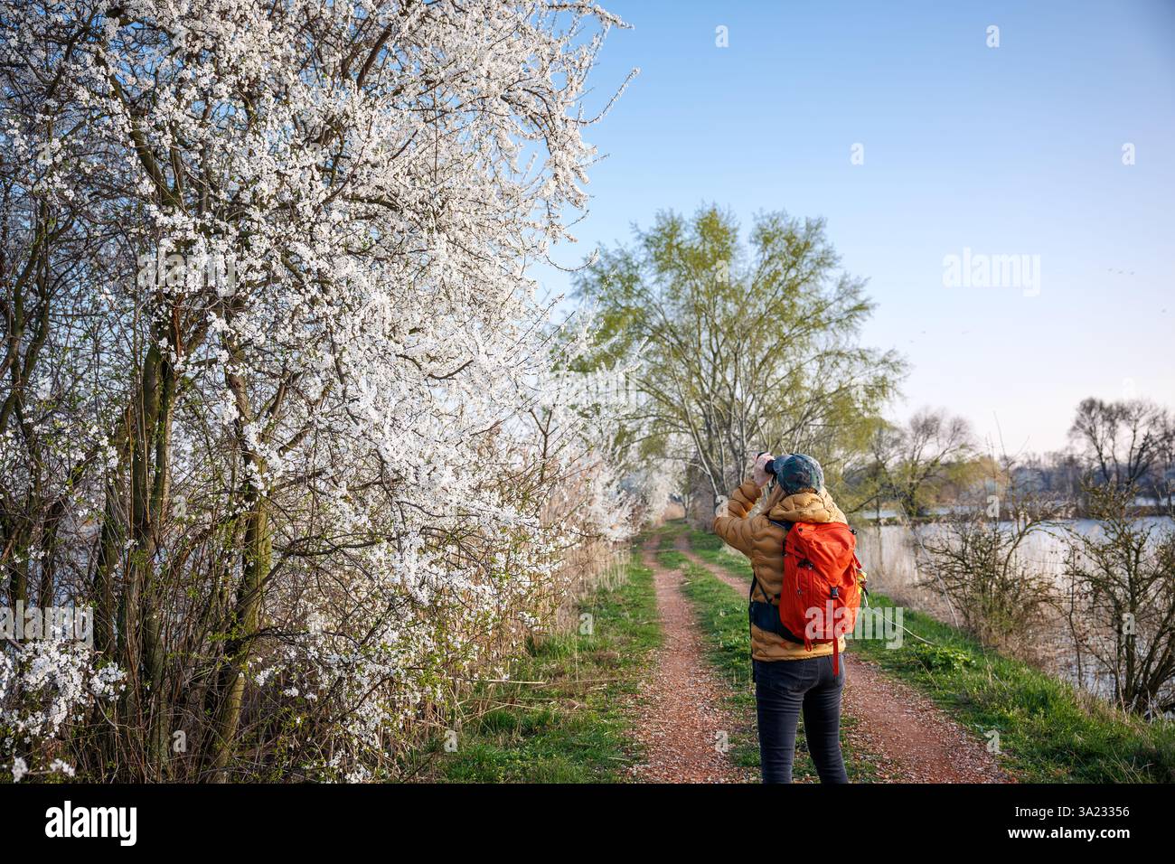 Woman hiker with binoculars observes birds arriving at lake in spring ...