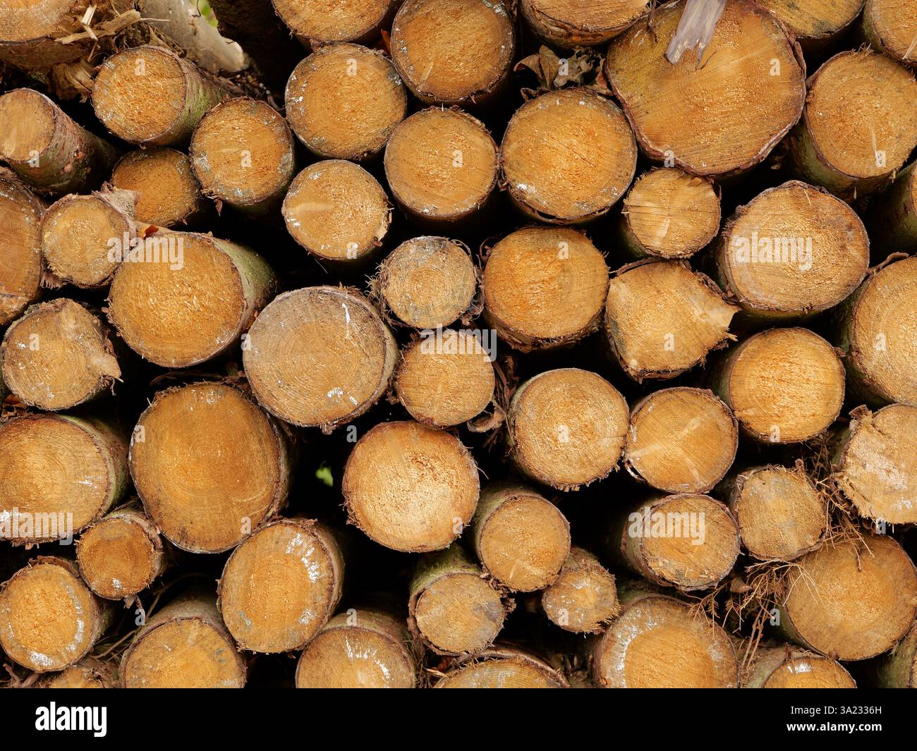 Wood storage in the forest. After felling, the logs are stored at the ...