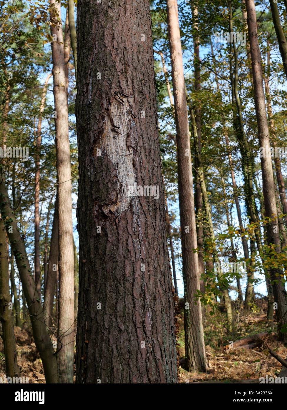 The bark with bark beetle infestation, a testimony to the natural ...