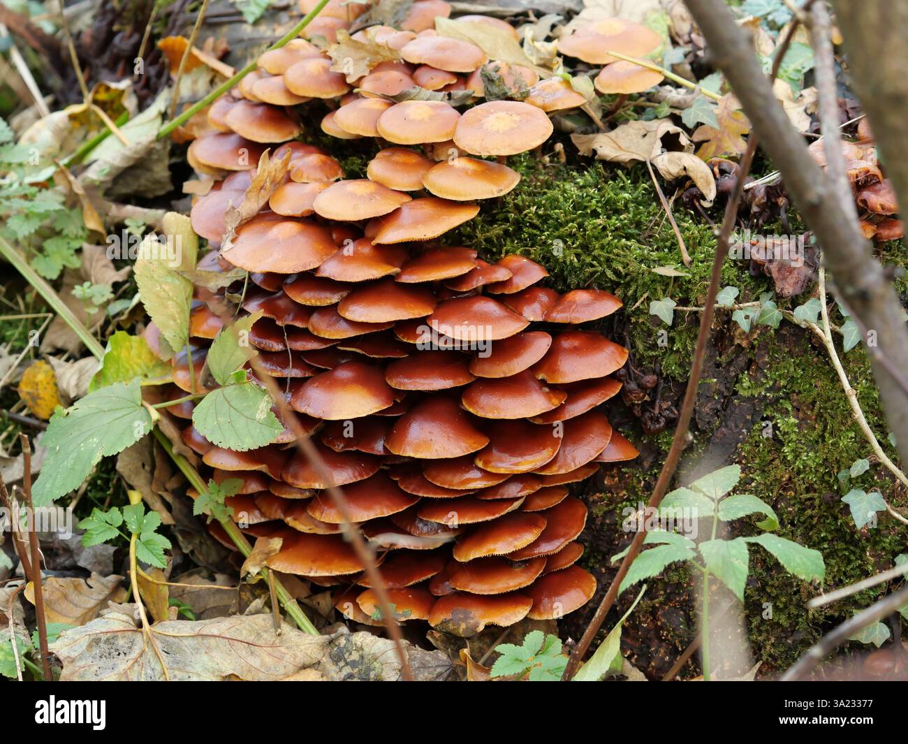 Stick sponges decompose dead wood and enrich the soil. A fascinating ...