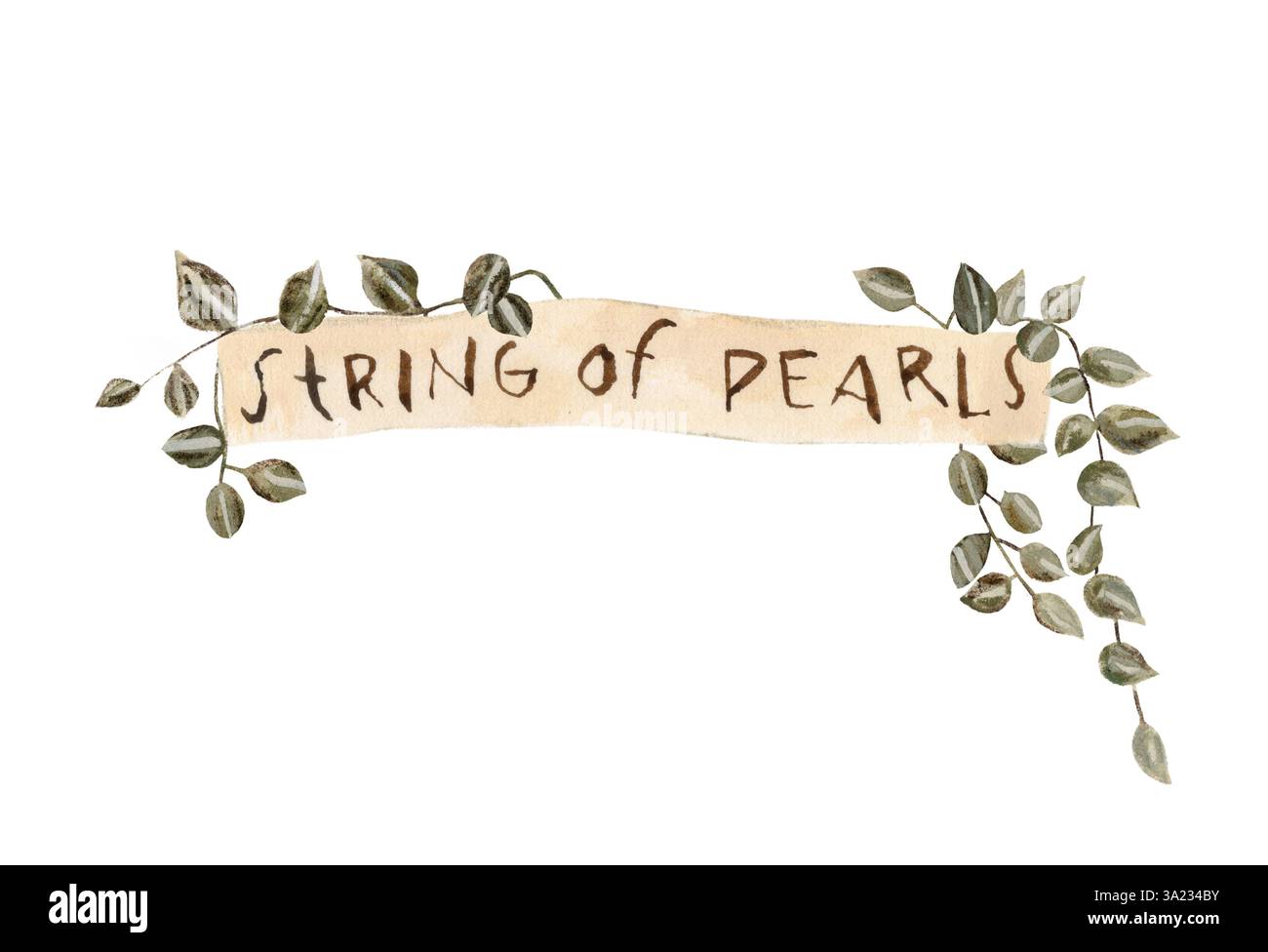 String of pearls, house plant with text plate. Hand drawn with ...