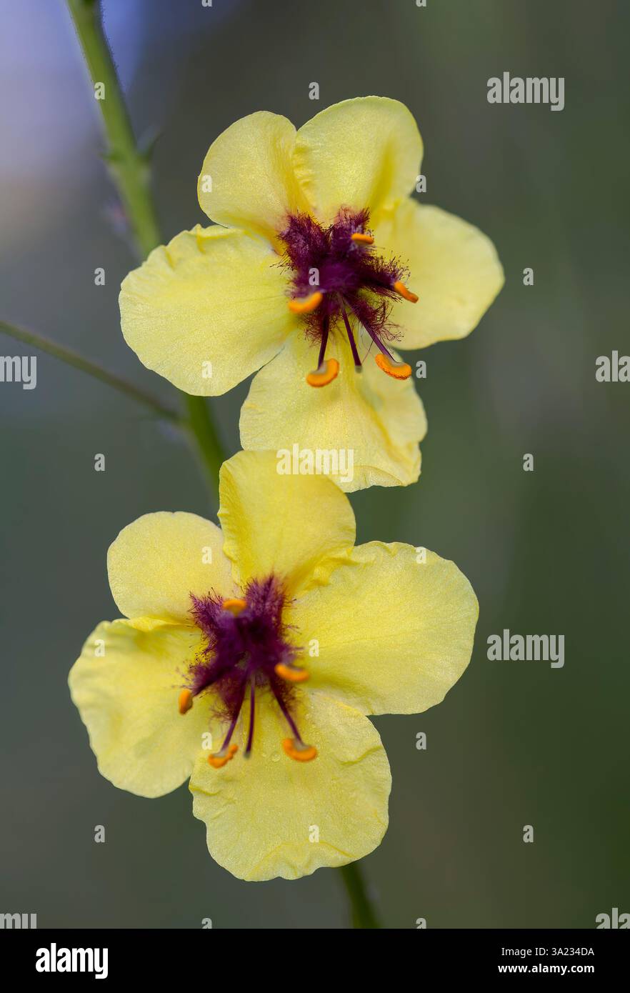 Moth mullein flowering Stock Photo - Alamy