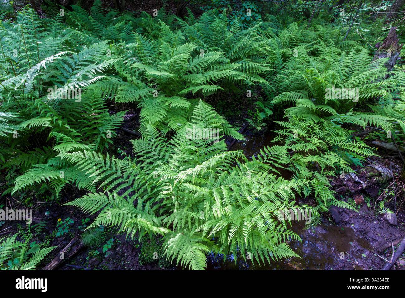 Common lady-fern grove Stock Photo - Alamy