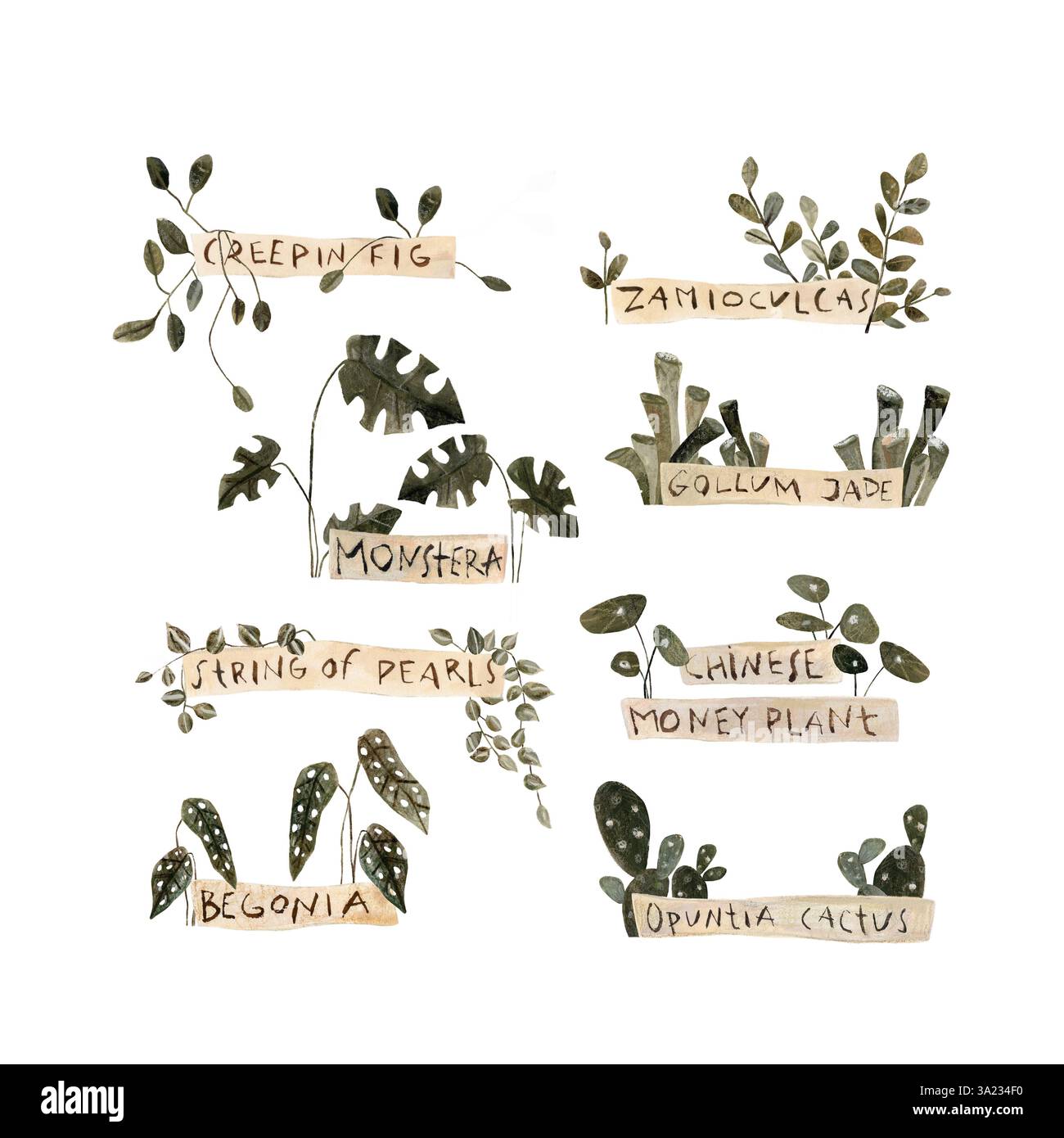 Set of home plants with text plates. Isolated on white, watercolor and ...