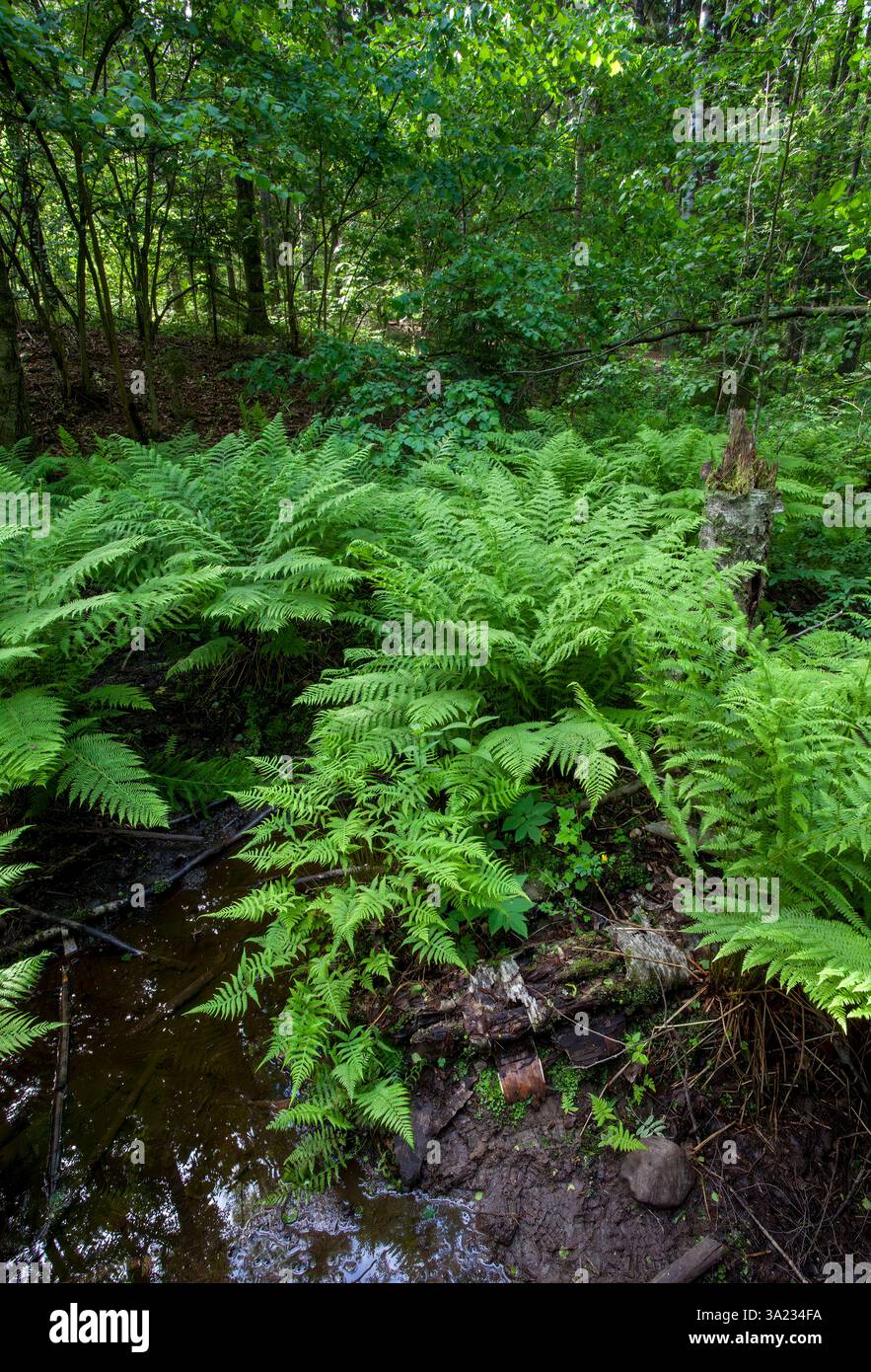 Common lady-fern grove Stock Photo - Alamy