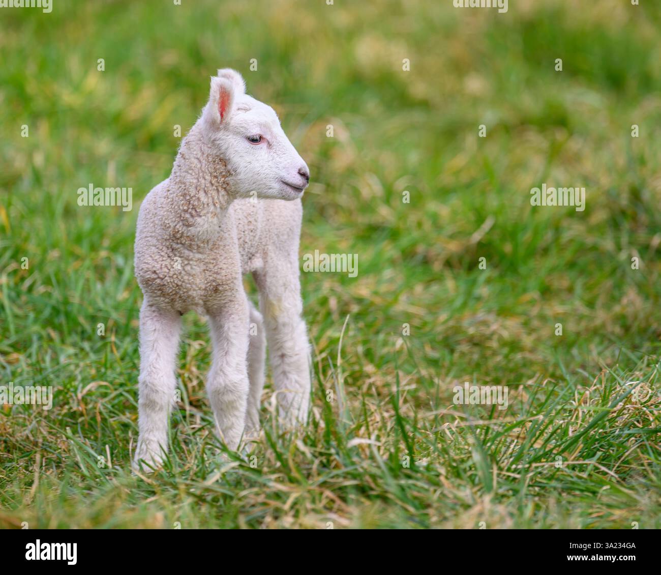 Spring Lambs in Oxfordshire Stock Photo - Alamy