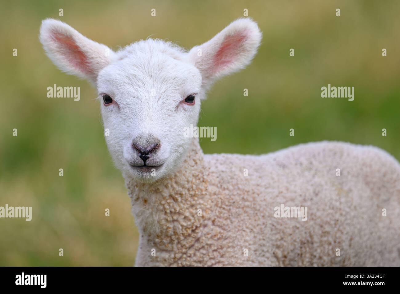 Spring Lambs in Oxfordshire Stock Photo - Alamy