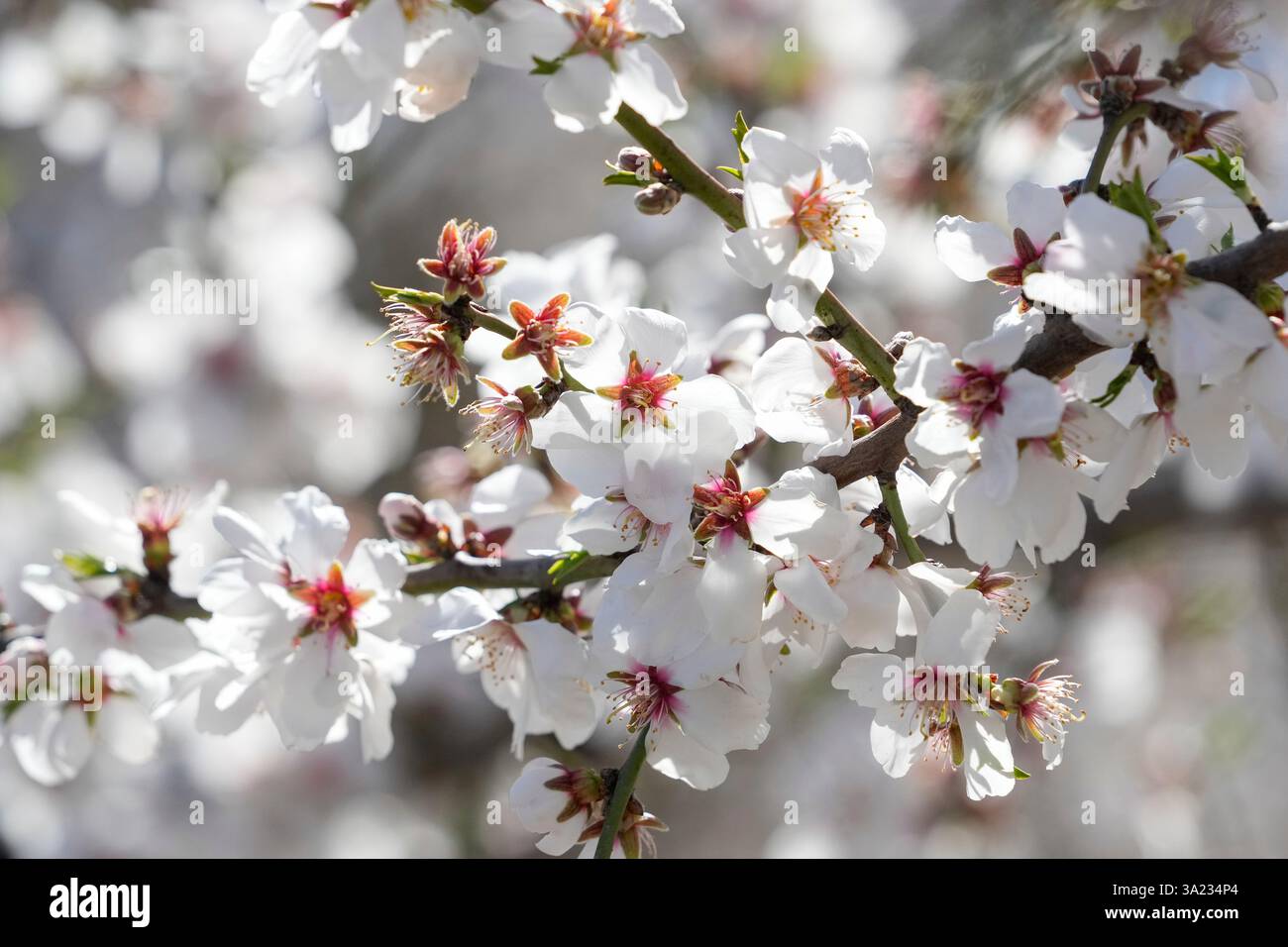 Almond blossoms cover a branch on an almond tree Friday, March 7, 2025 ...