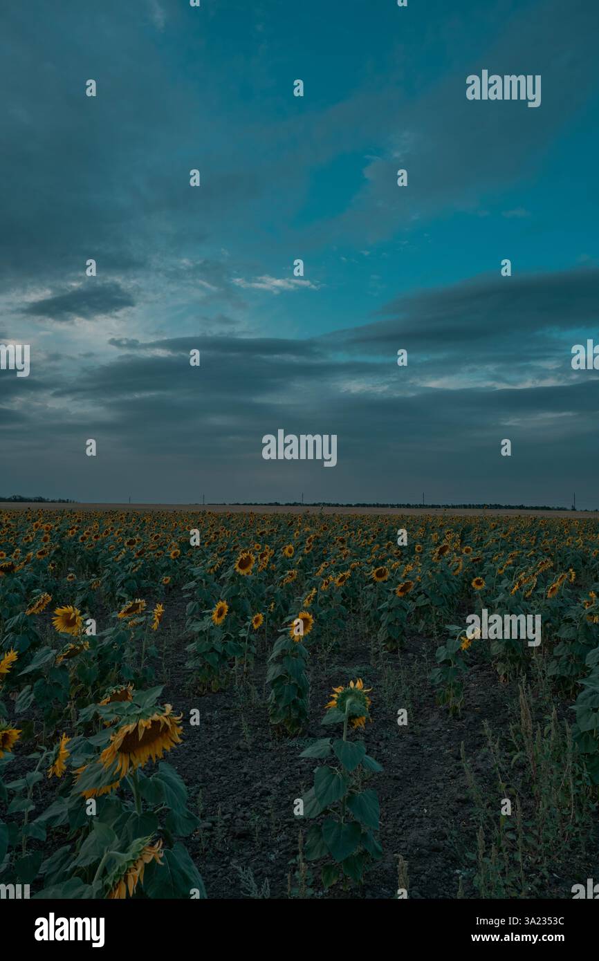 Sunflower field in the Ukraine prostranopy Stock Photo - Alamy
