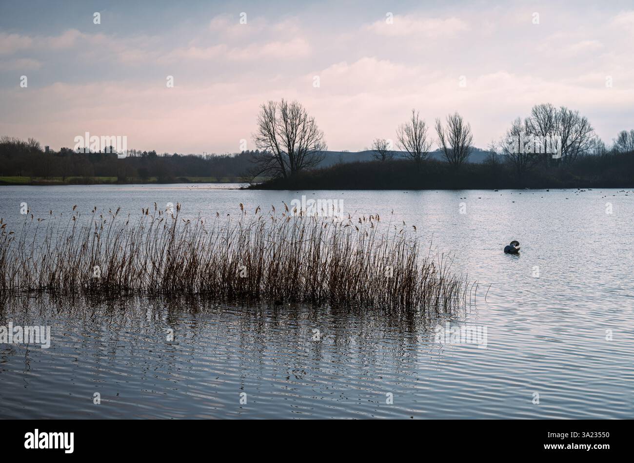 Submerged aquatic plants hi-res stock photography and images - Alamy