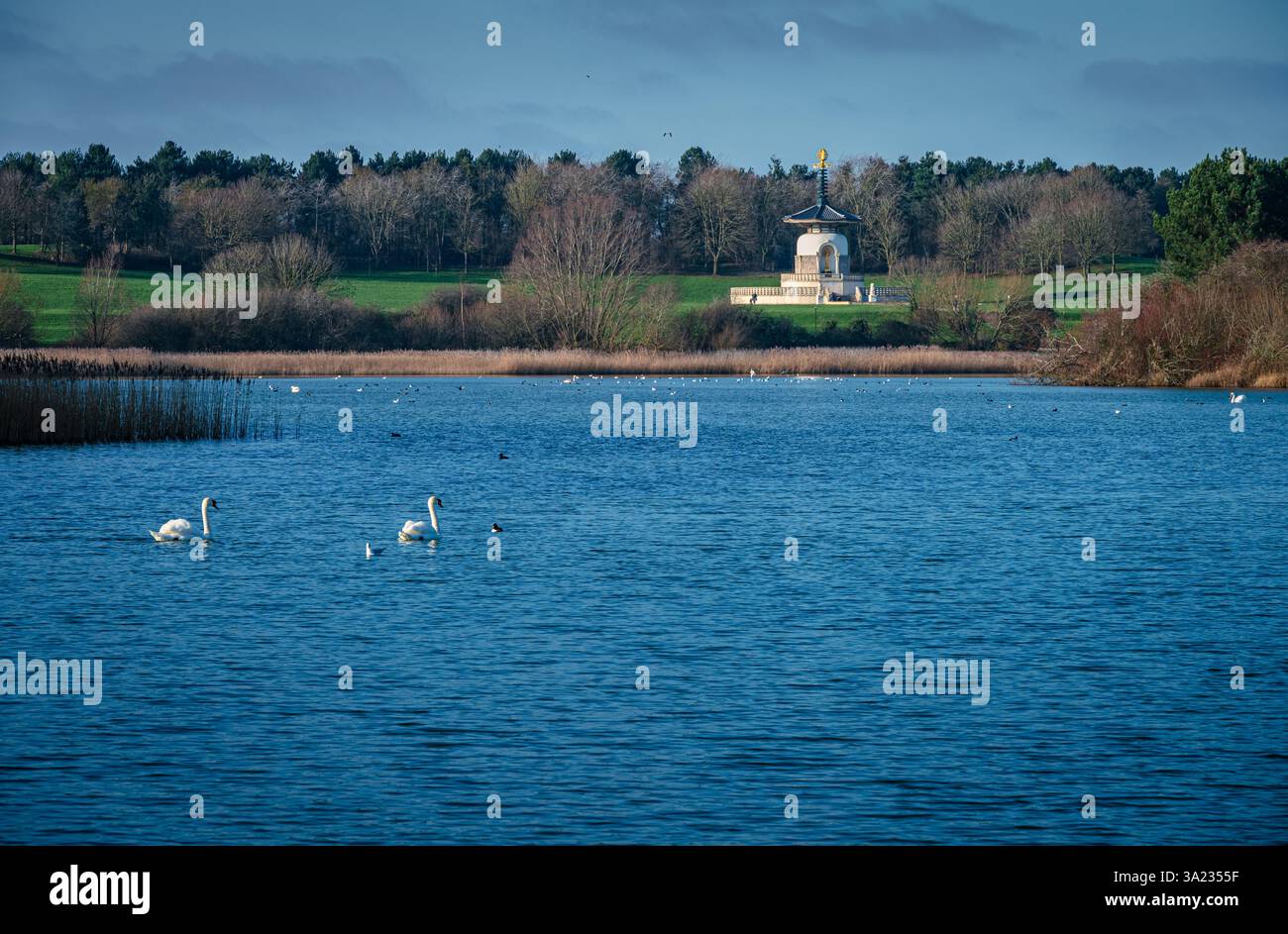 A peaceful winter morning by the Willen lake, with swans swimming near ...