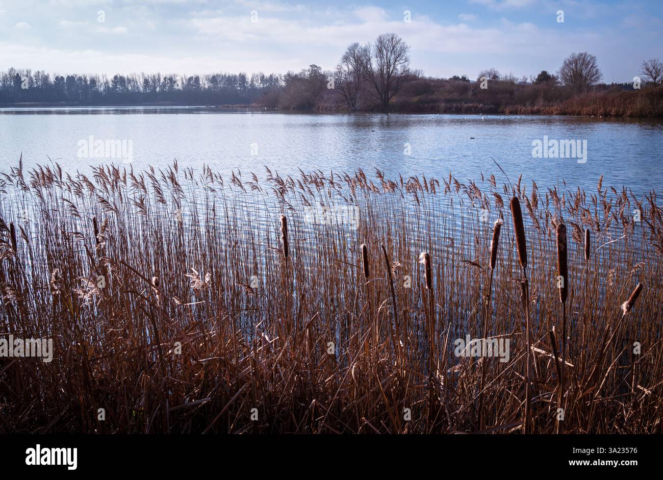 Dry reeds line the lakeside, their textured stalks standing tall ...