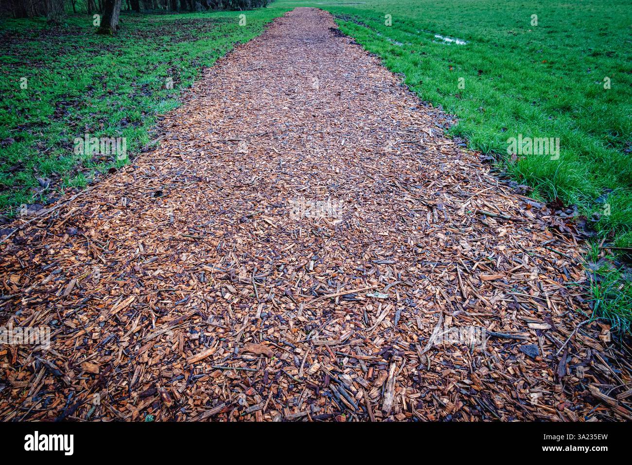 A footpath formed of wet wood chips stretches across the grass, rich ...