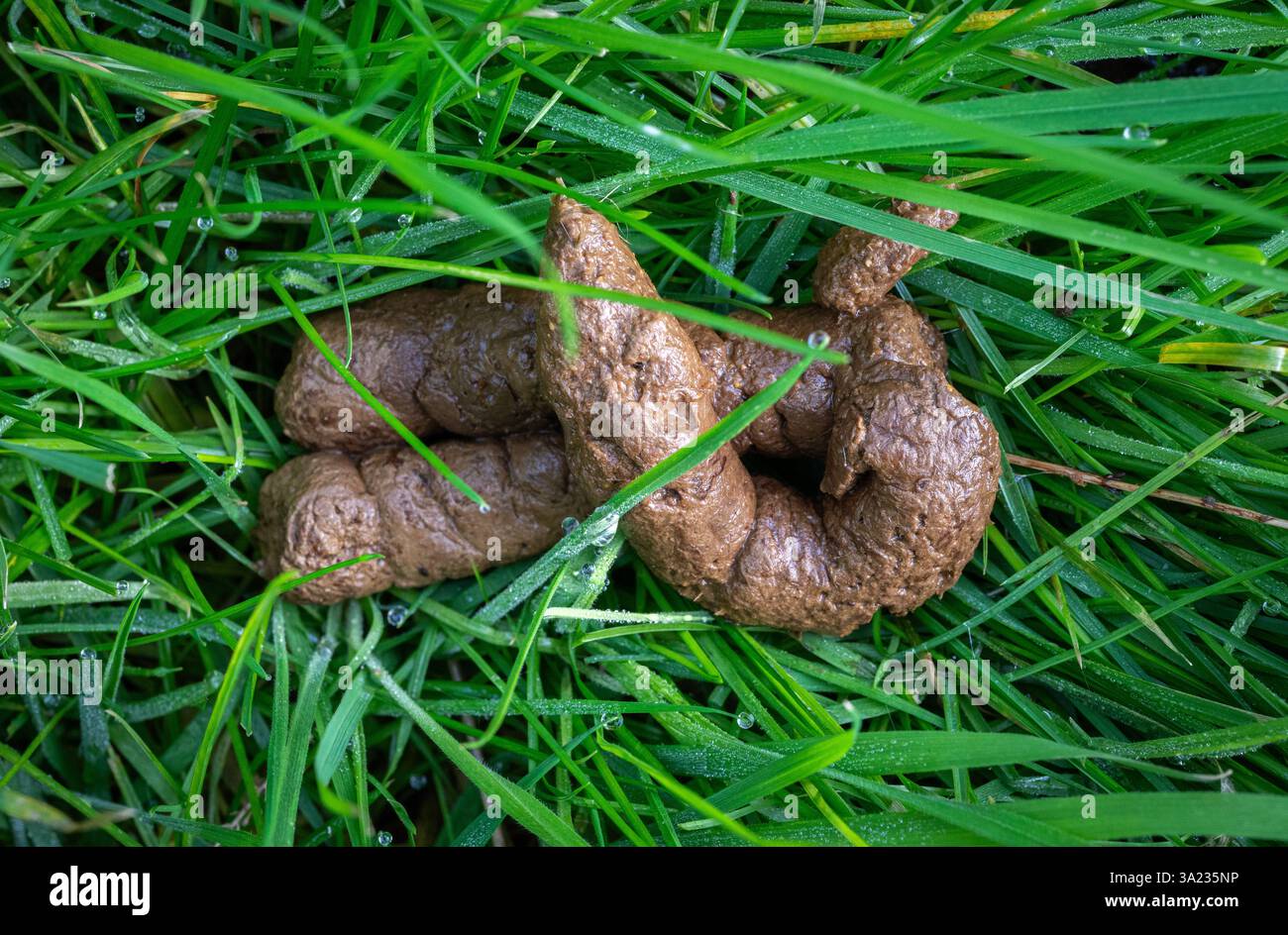 Very fresh pile of cat feces poo just dropped among the wet green grass ...