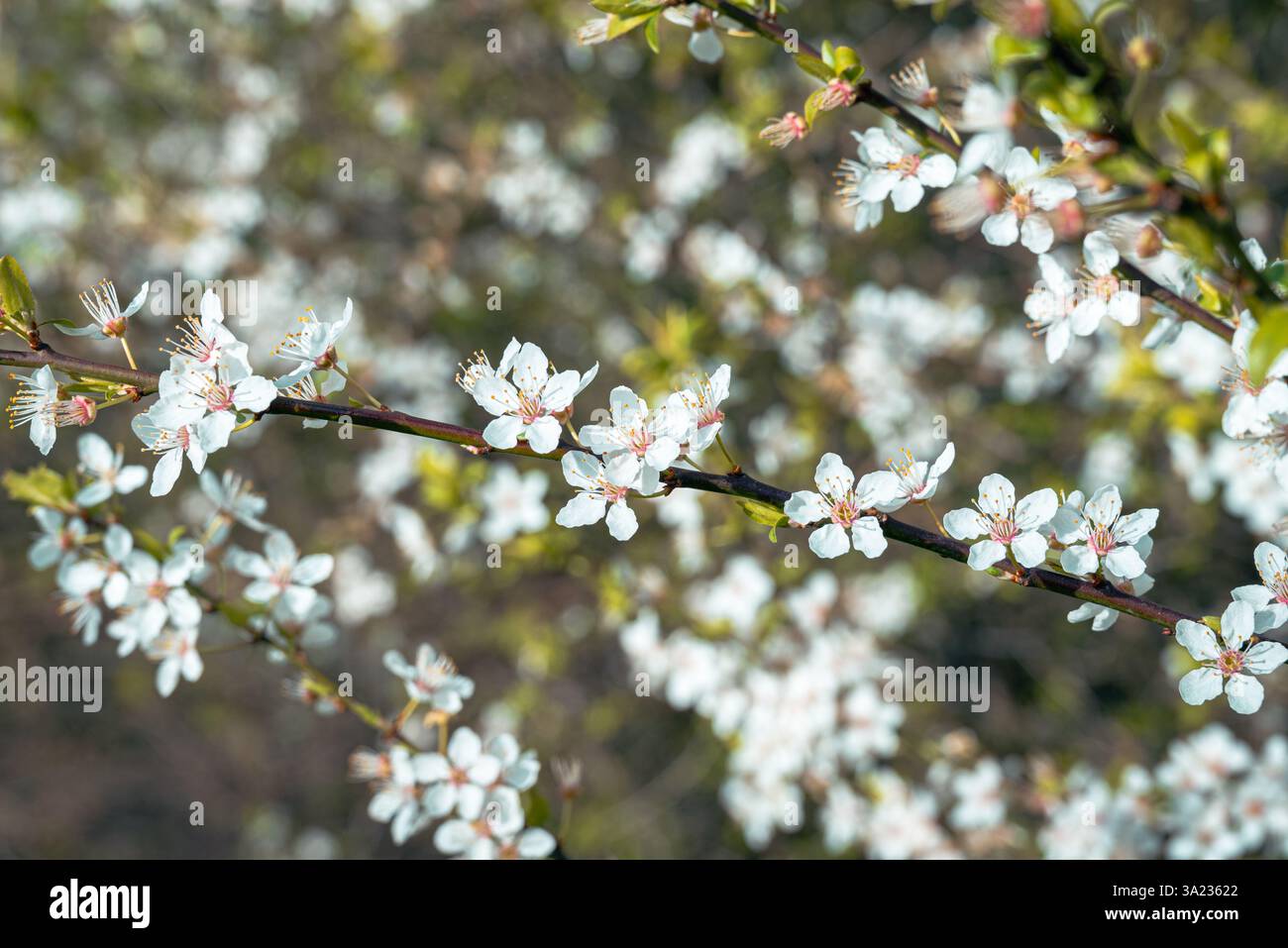A close-up captures a cluster of white blossoms with yellow stamens and ...